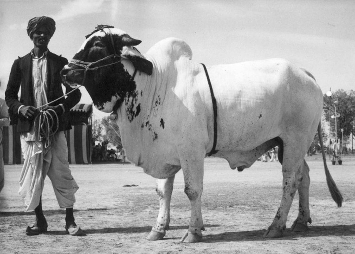 Deadly cattle plague on the way to extinction: UN - The Hindu