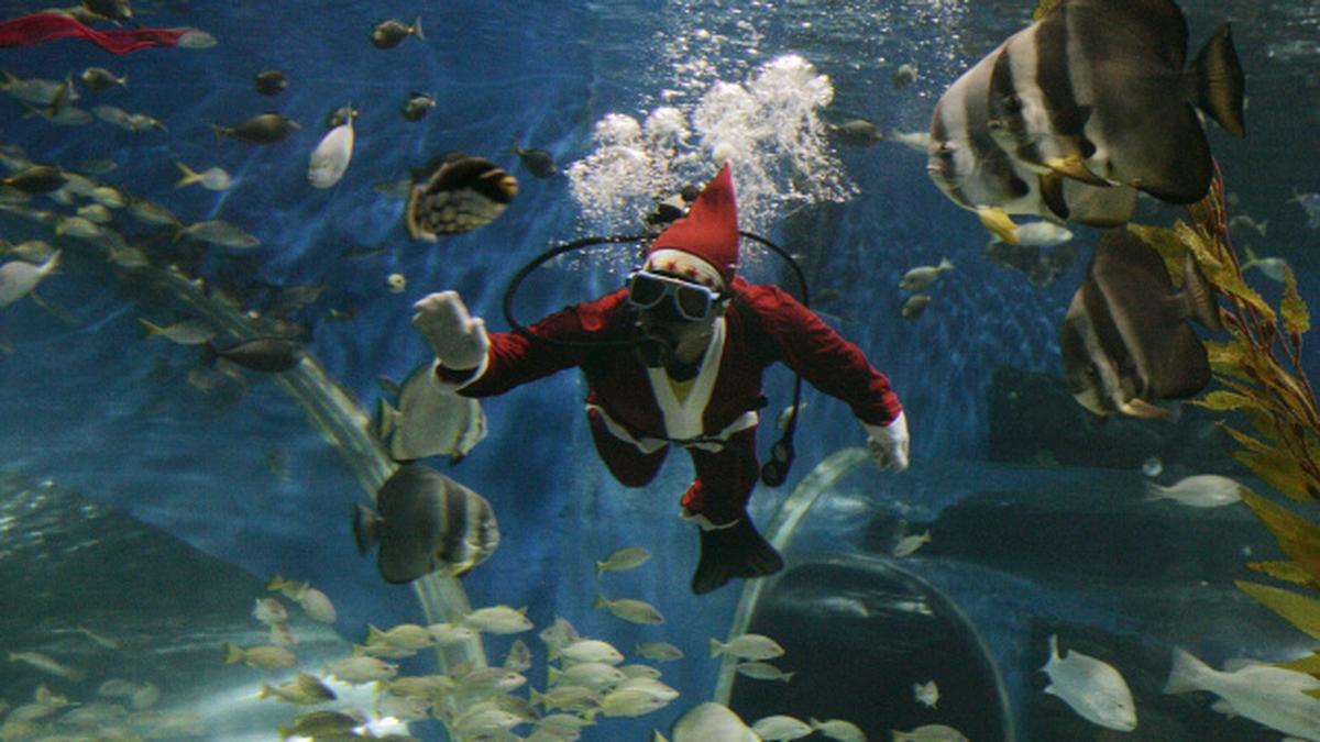 Day in pictures, December 22, 2009 - The Hindu