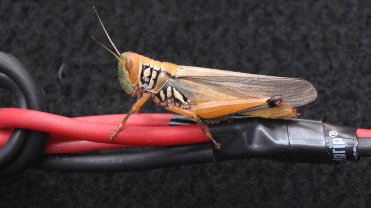 Locusts perform complex tasks even with dot sized brains - The Hindu
