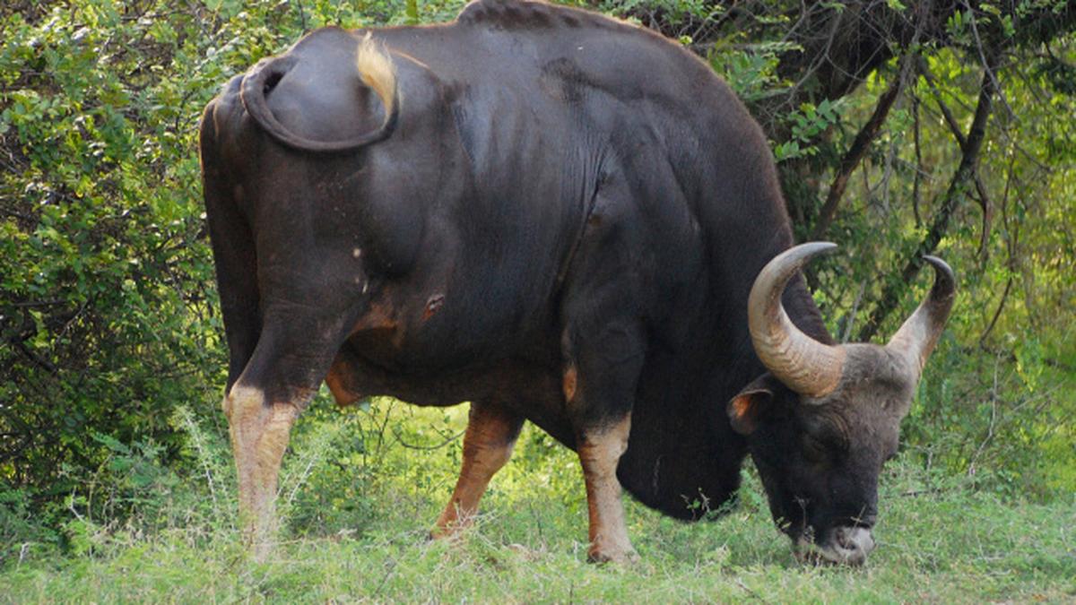 An excellent method to ward off wild animals - The Hindu