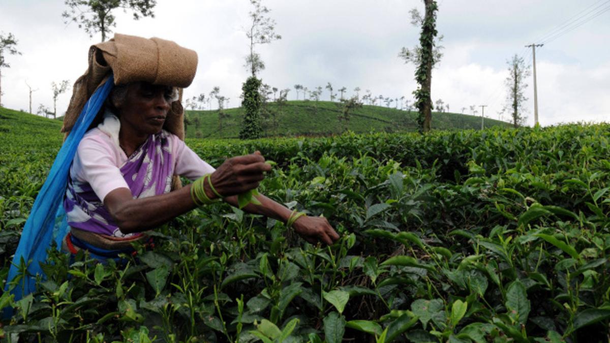 Climatic conditions lead to global shortfall in tea crop in first half ...