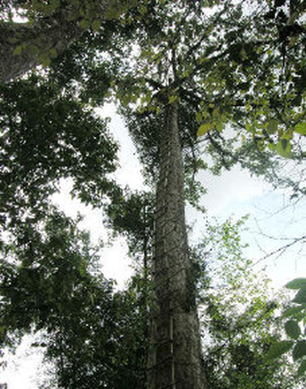 Bid on to save endangered Karanjali and Adimundan - The Hindu