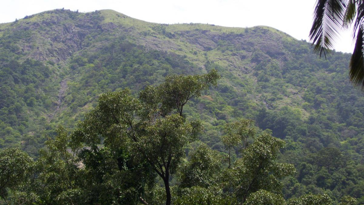 In search of the Sanjeevani plant of Ramayana - The Hindu