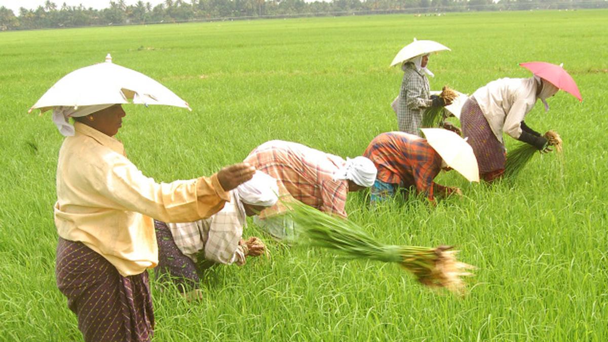 Kuttanad farmers regaining glory - The Hindu