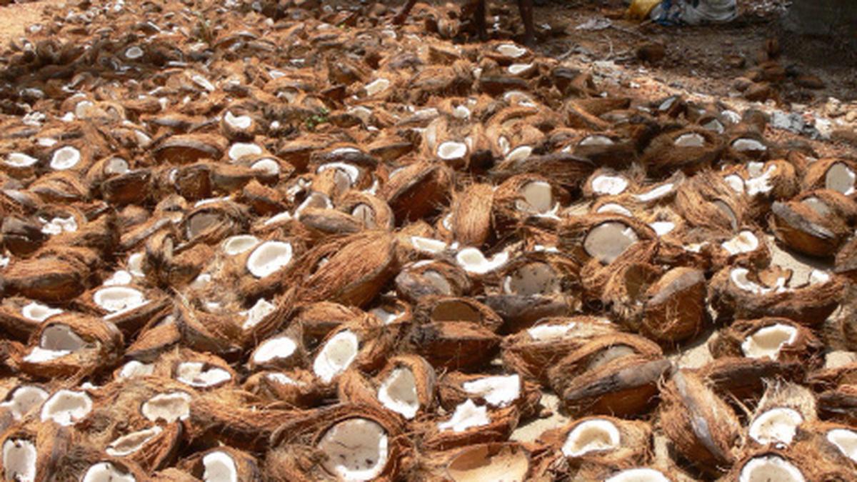 Farmers demand procurement of coconut - The Hindu