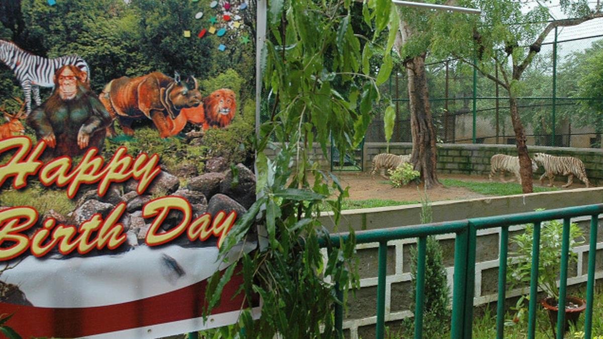 Orissa zoo to celebrate tiger cubs’ birthday - The Hindu