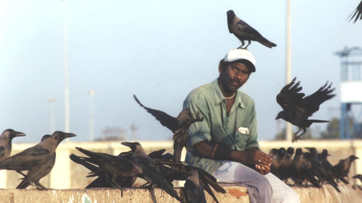 Crows can no longer count on him - The Hindu