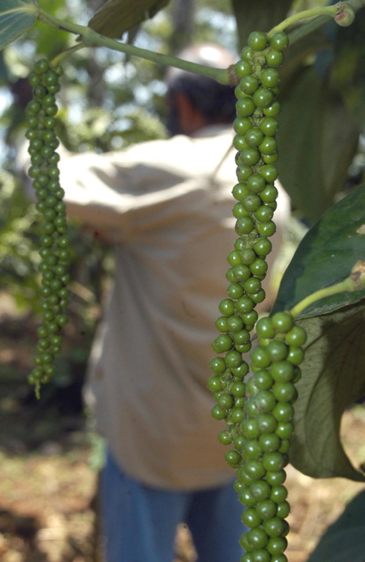 Special project for pepper cultivation in Wayanad - The Hindu