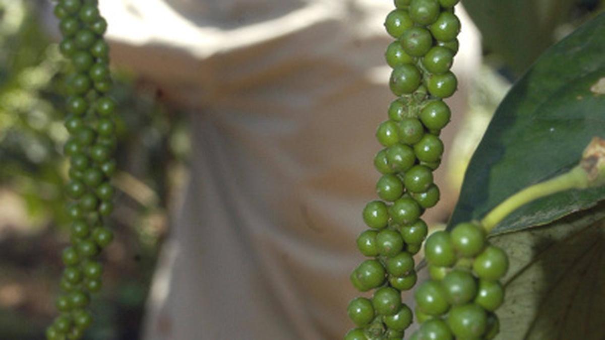 Special project for pepper cultivation in Wayanad - The Hindu