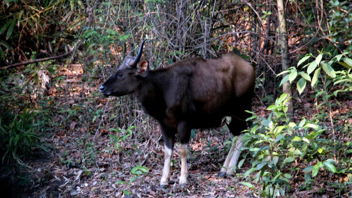 Goa’s wildlife sanctuaries to be declared Critical Wildlife Habitats ...