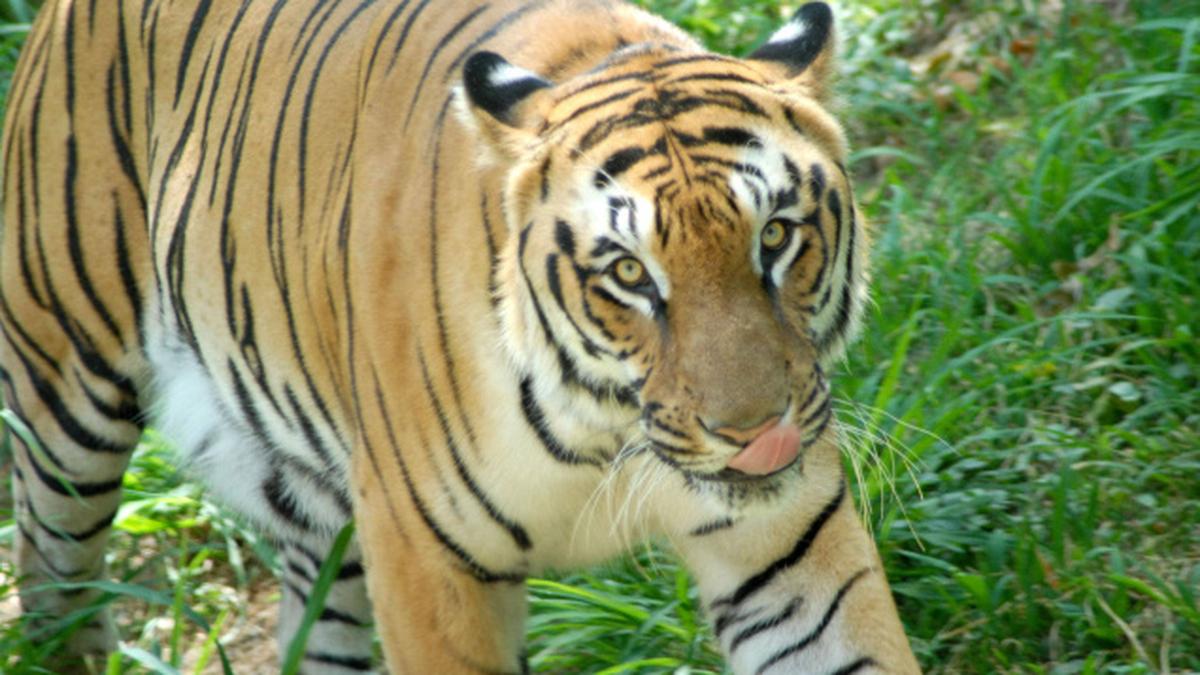 Buxa Tiger Reserve may take up captive breeding - The Hindu