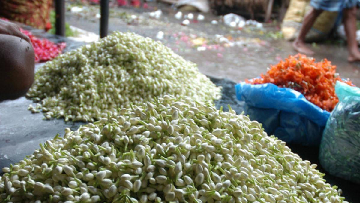 Madurai ‘Malli’ growers all set to cater to scent exporters - The Hindu