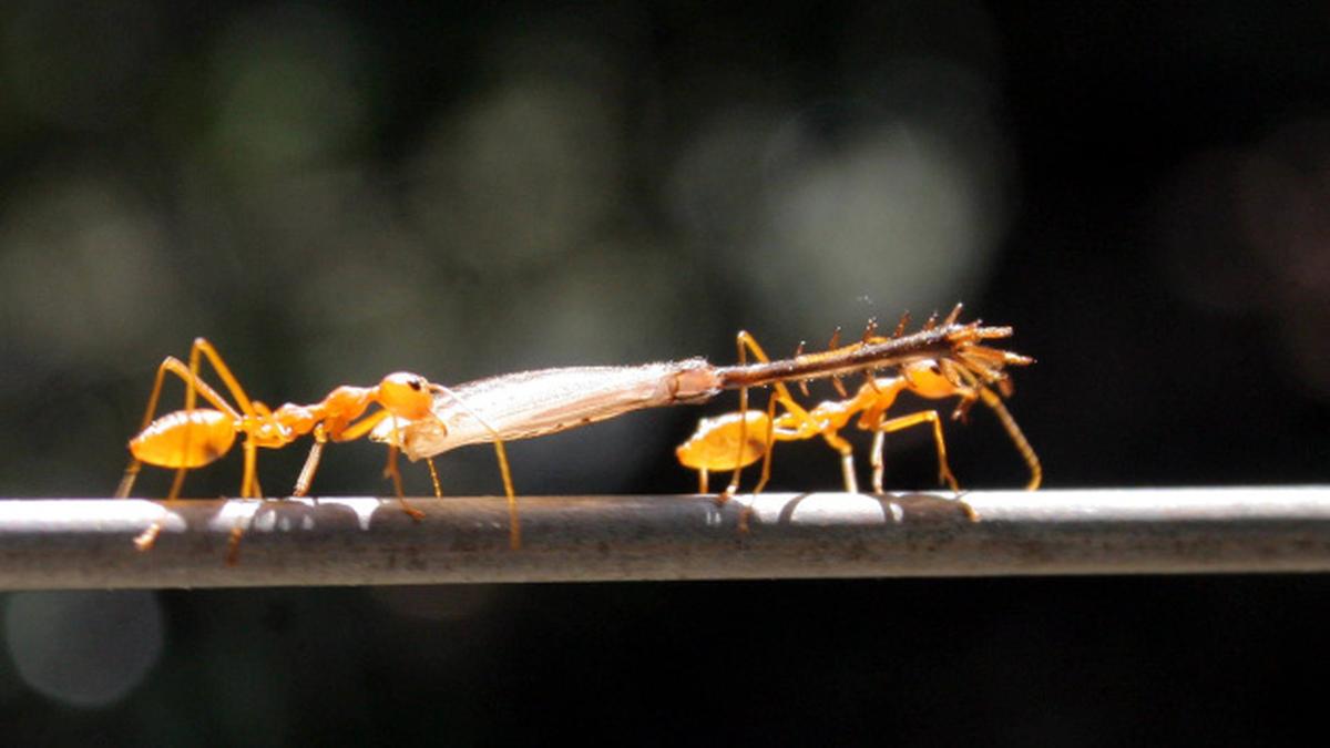 Ants: marching soldiers or disciplined drivers? - The Hindu