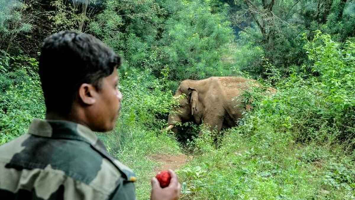 Operation Jumbo: when a village rose as one - The Hindu