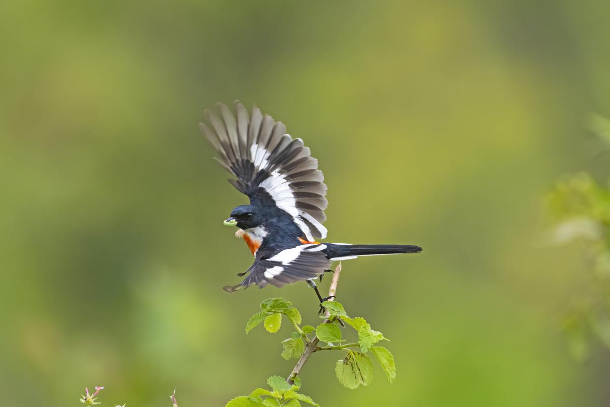5% of birds in India are endemic, reveals Zoological Survey of India ...