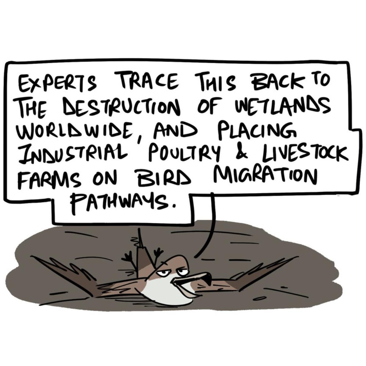 Green Humour by Rohan Chakravarty on the bird flu outbreak - The Hindu