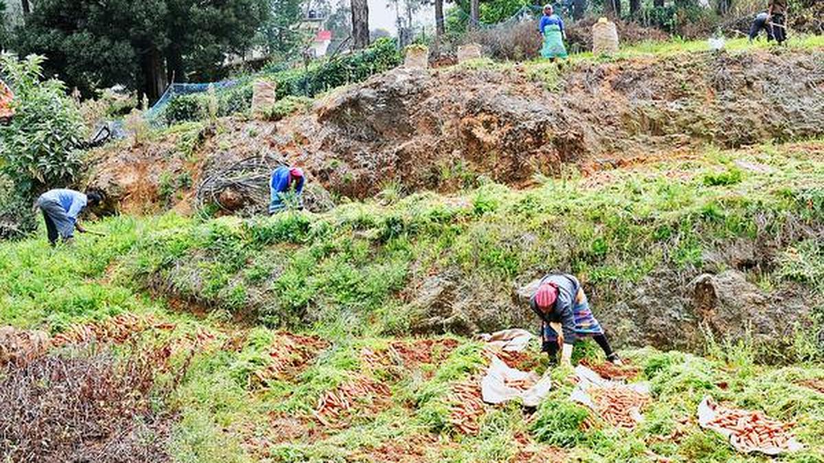 2,000 more farmers expected to adopt organic farming in the Nilgiris ...