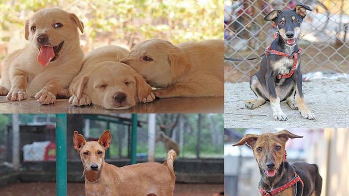 Humane Animal Society, Coimbatore, has some dogs ready to be adopted ...