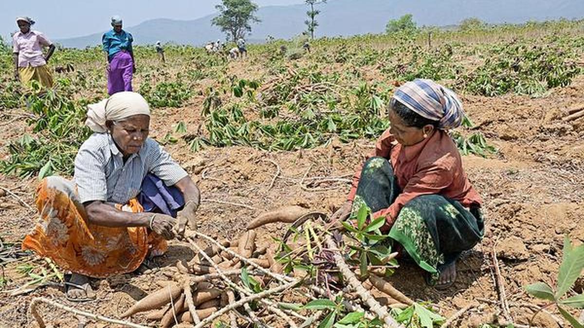Tapioca harvesting in full swing at Kadambur Hills - The Hindu