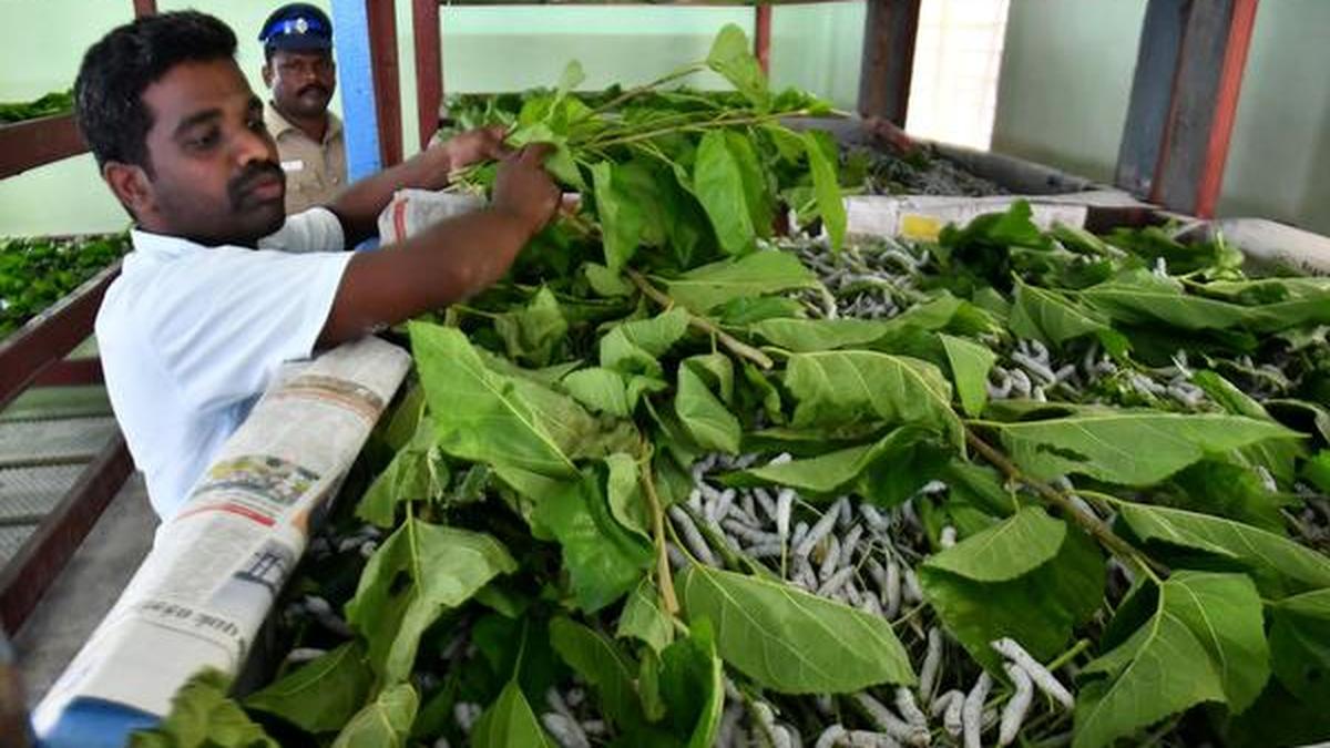 Prisoners being trained in sericulture techniques - The Hindu