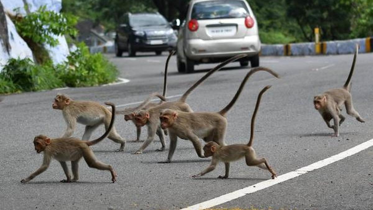Rise in roadkill on Yercaud Ghat Road a matter of concern - The Hindu