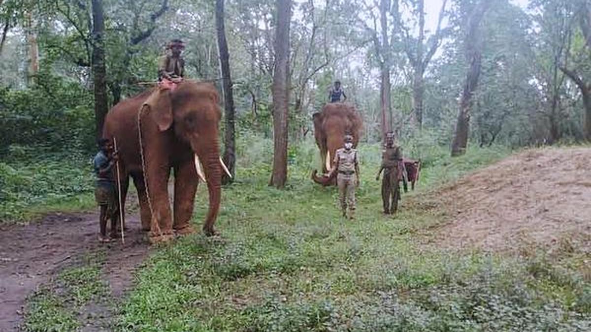 Kumki elephants deployed to keep tusker inside tiger reserve - The Hindu