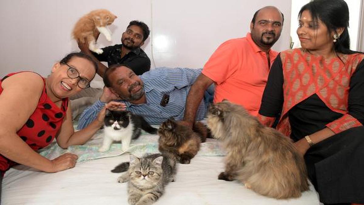 The Cattery Club of Coimbatore brings together cat lovers in the city ...