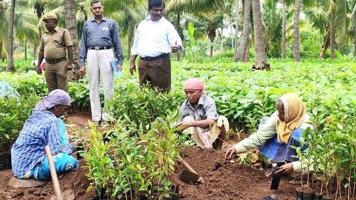 Over 3 lakh saplings to be distributed to farmers - The Hindu