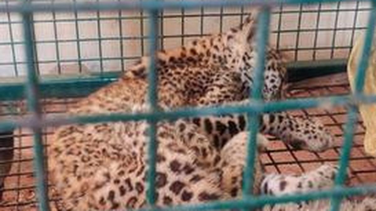 Leopard cub found in cow shed, dies - The Hindu