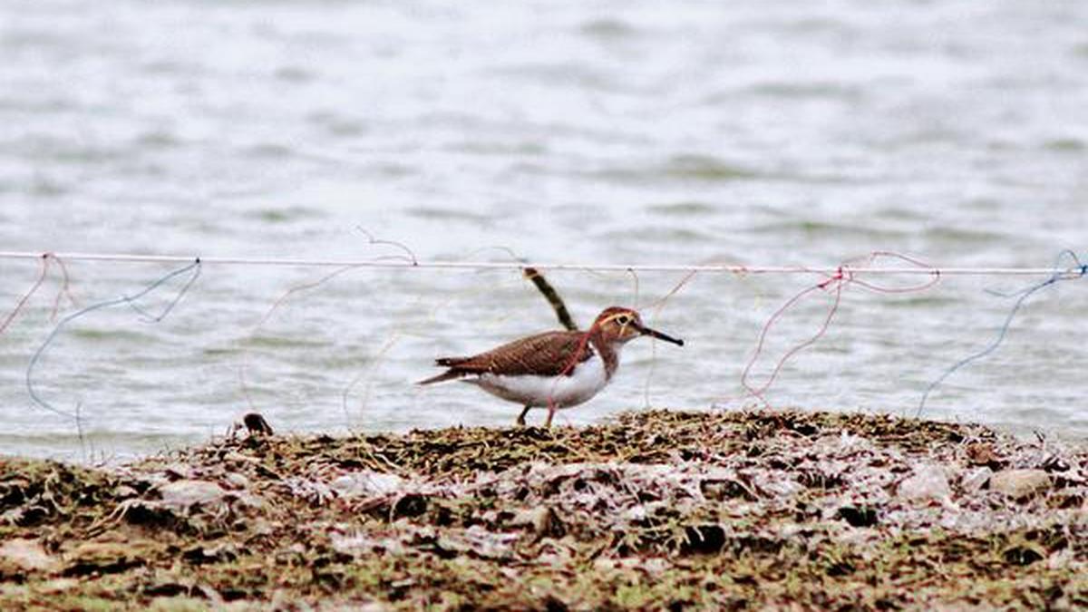 Snares to trap birds found at Achankulam - The Hindu