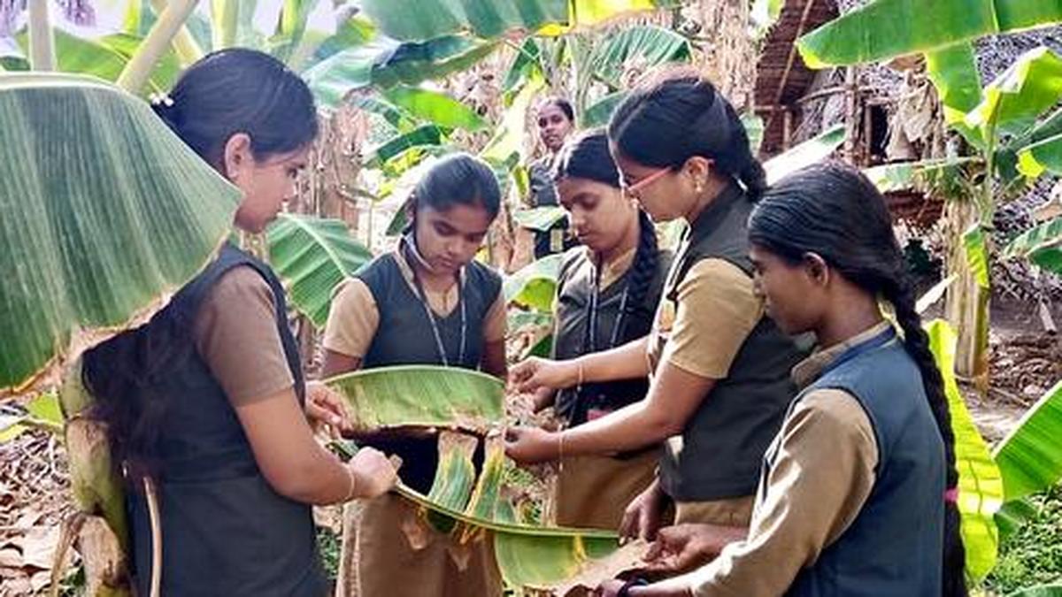 Agri students get hands-on experience in crop cultivation - The Hindu