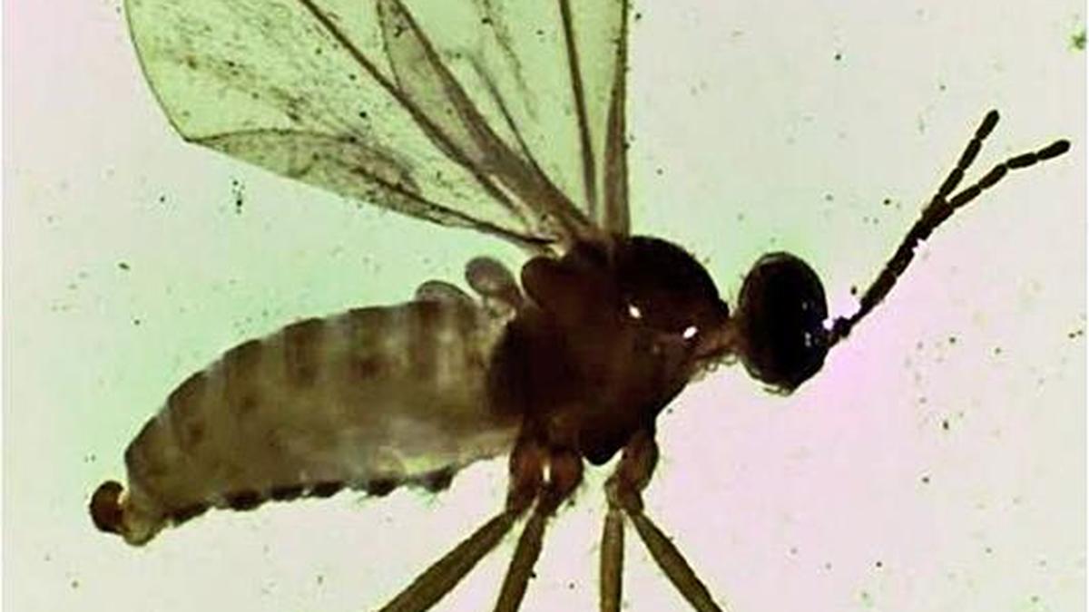 New species of fly named after Singanallur Tank - The Hindu