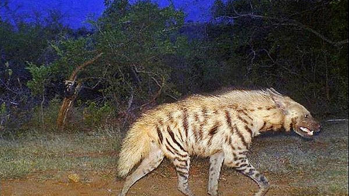 More sightings sign of rise in striped hyena population, say forest ...
