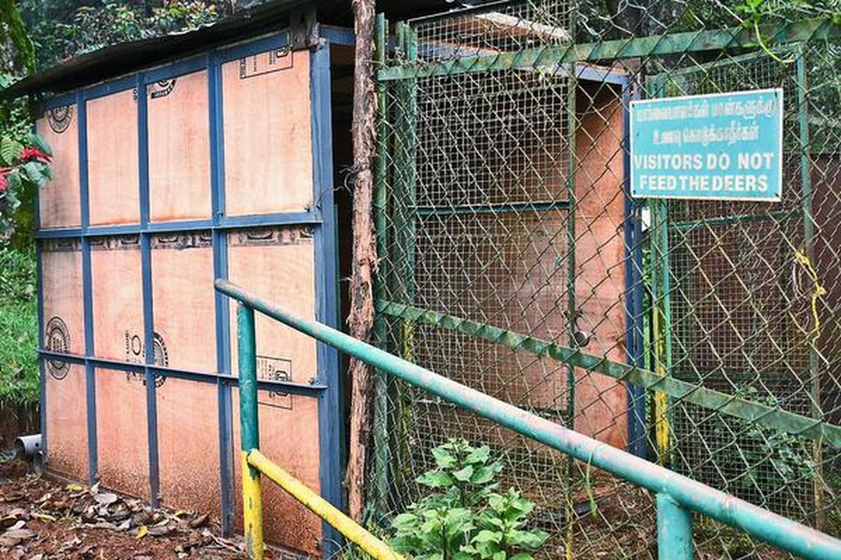 Sambar deer at Ooty park to be let into the wild - The Hindu