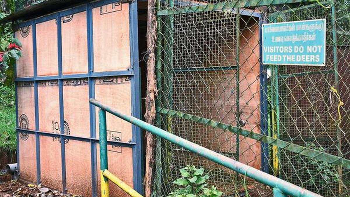 Sambar deer at Ooty park to be let into the wild - The Hindu