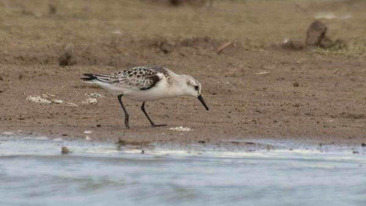 Coastal birds make a stopover at Achankulam - The Hindu