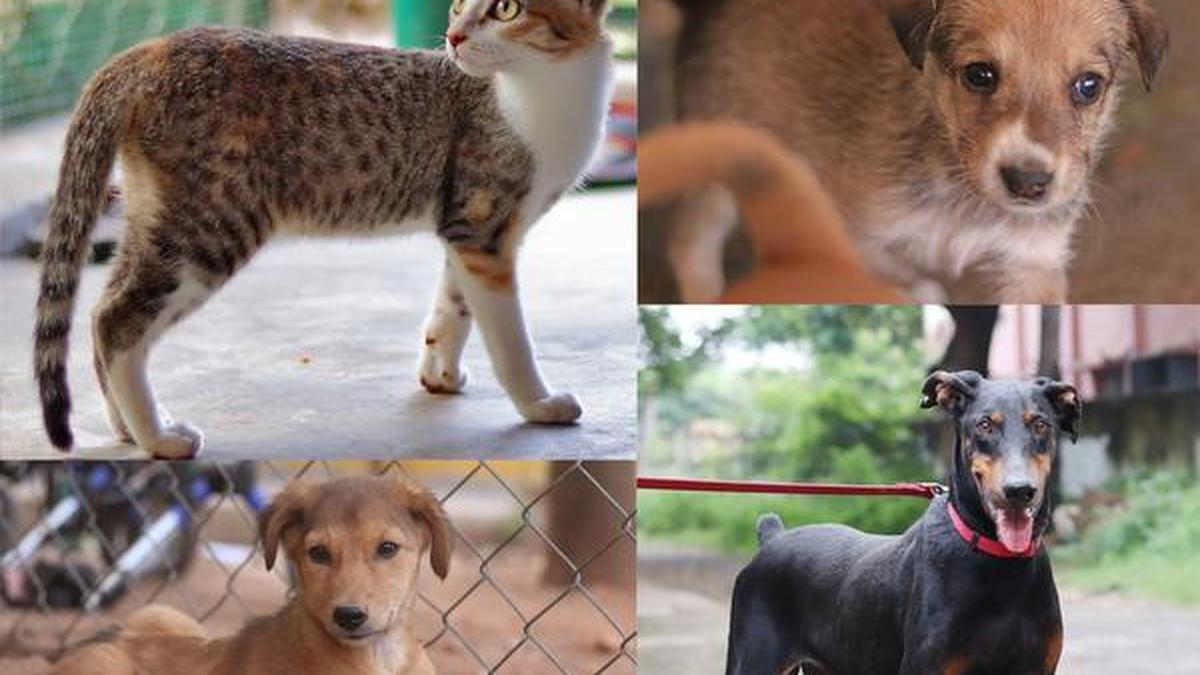 Humane Animal Society Coimbatore has some kittens and dogs ready to be ...