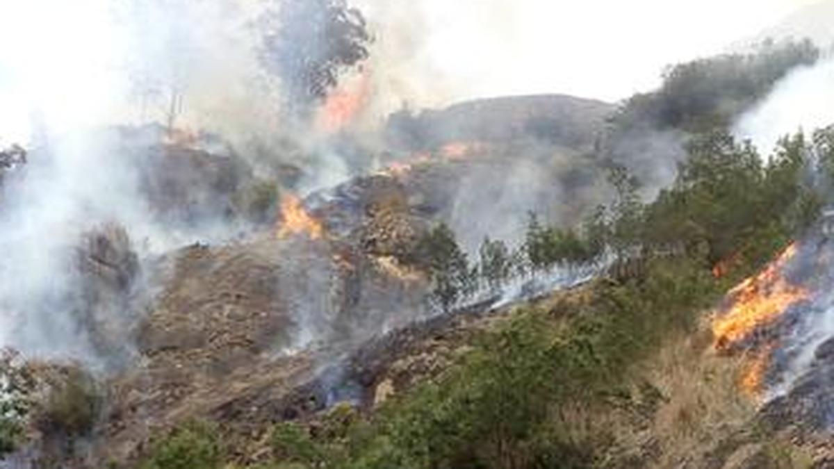 Forest fires turning into a burning issue in the Nilgiris - The Hindu