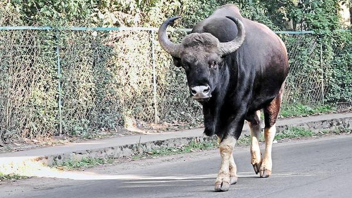 Study to find ways to mitigate human conflict with gaur - The Hindu