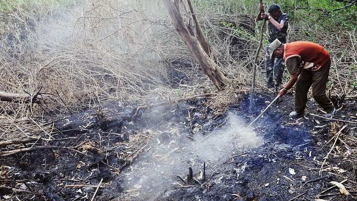 ‘Mysterious’ smoke emanates from swamp - The Hindu