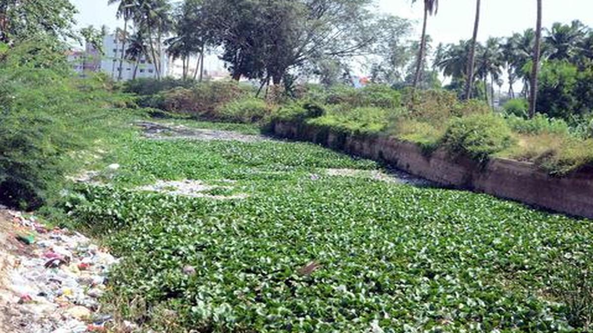 Hyacinth chokes Kalingarayan Canal - The Hindu
