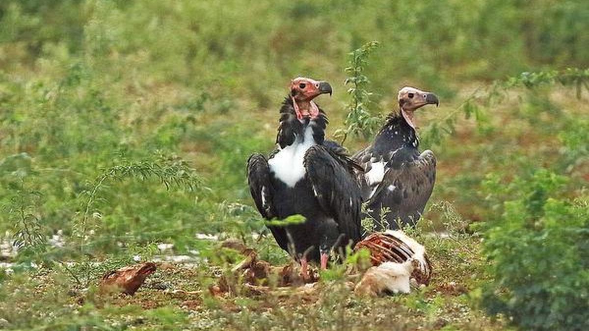 ‘Kings’ fly down to Coimbatore - The Hindu