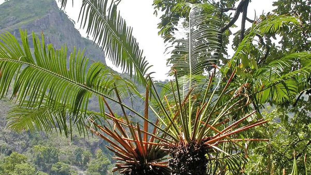 Cycas circinalis: ‘living fossil’ with a deadly twist - The Hindu
