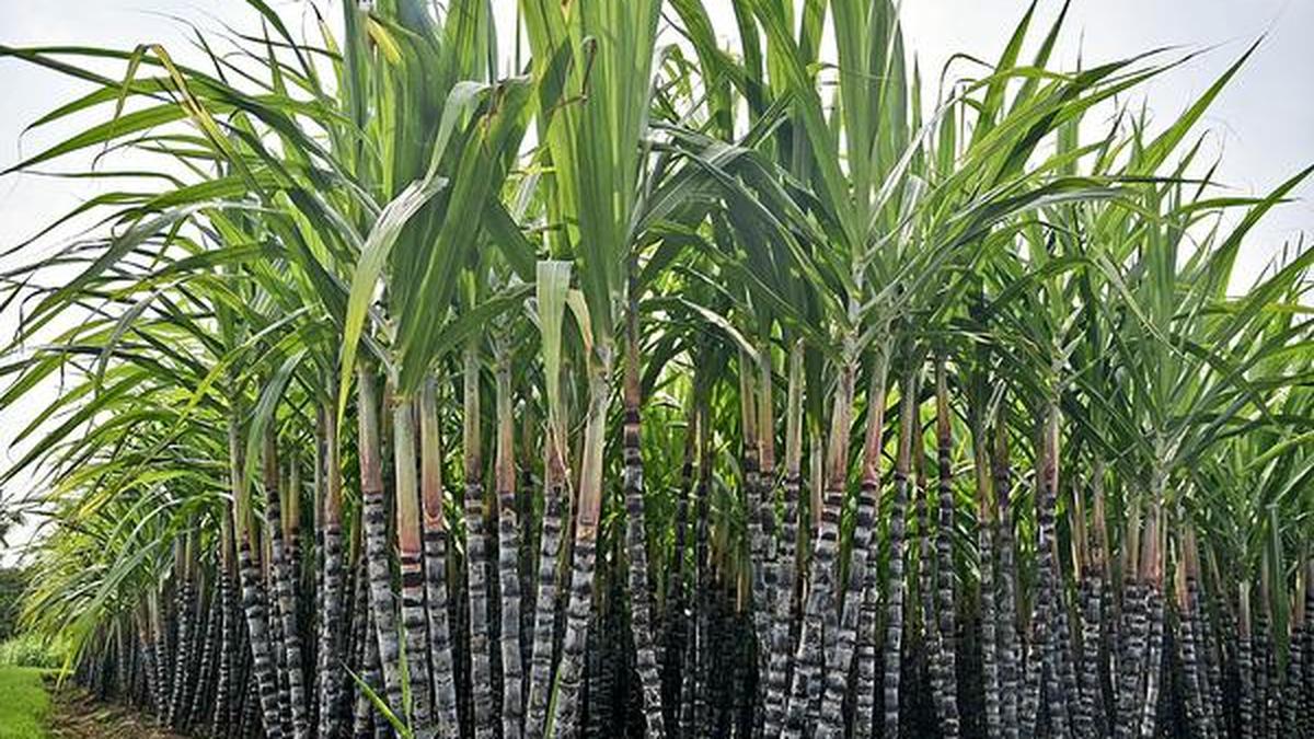 Harvesting of senkarumbu begins in Salem district - The Hindu