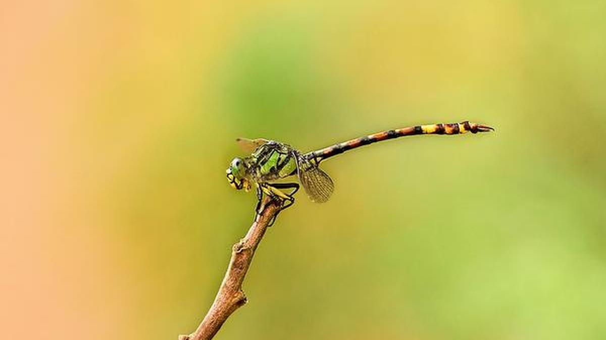 Dragonfly endemic to Western Ghats photographed for the first time ...