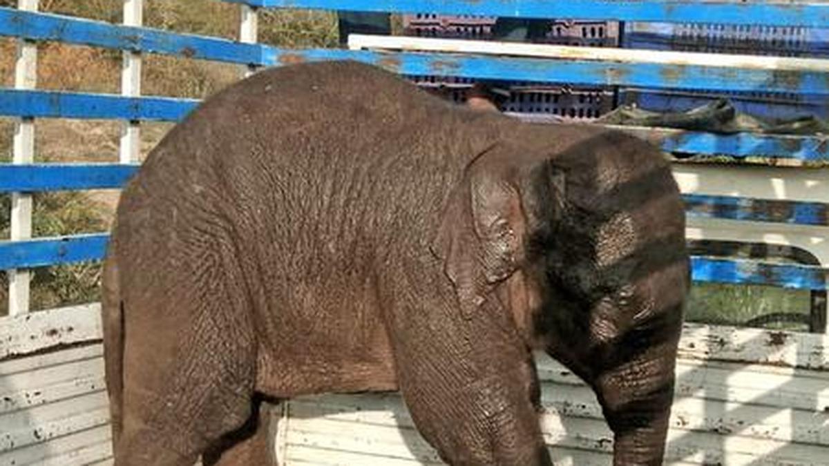 Stranded elephant calf reunited with herd - The Hindu
