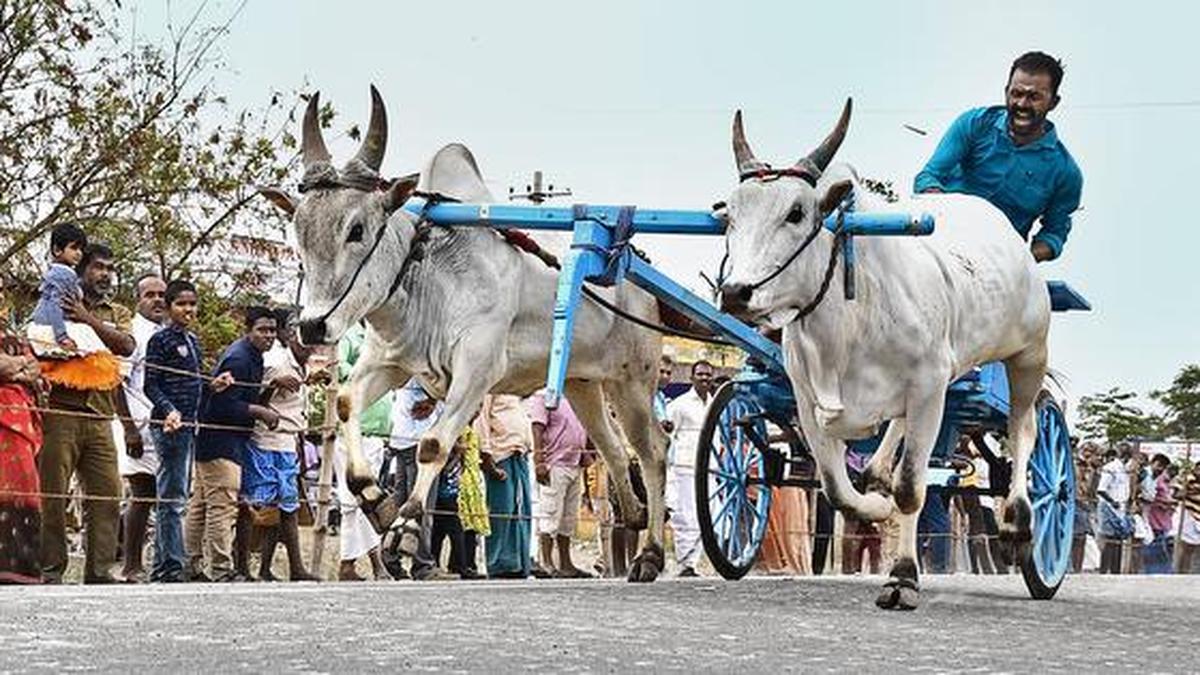 Rekla race brings festive mood to Navakkarai - The Hindu