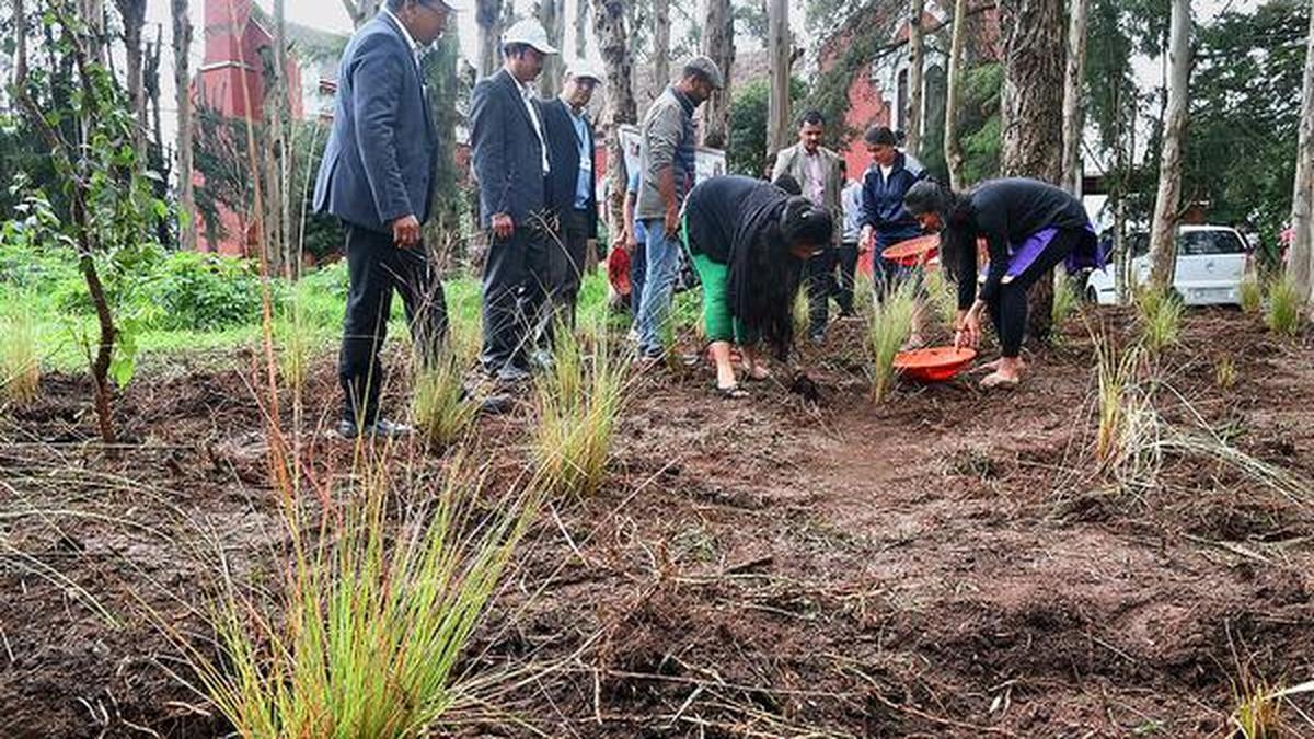 Native flora being introduced on Nilgiri Library grounds - The Hindu