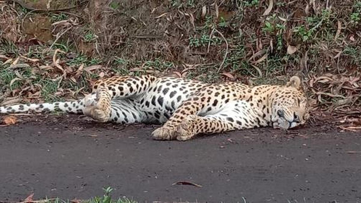 Injured leopard found near Ooty’s Botanical Garden - The Hindu