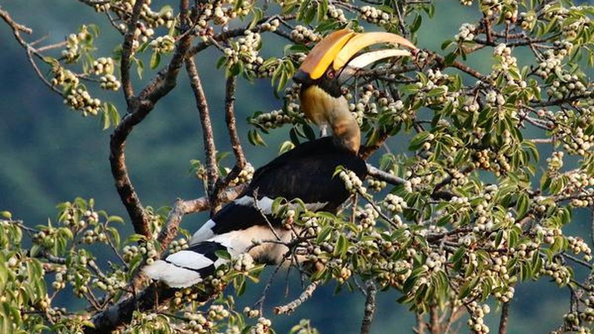 Great Indian Hornbill photographed within Coonoor town - The Hindu
